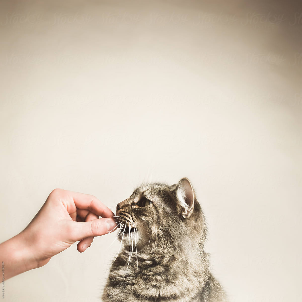 "Cat Fed By Hand" by Stocksy Contributor "Vera Lair" - Stocksy