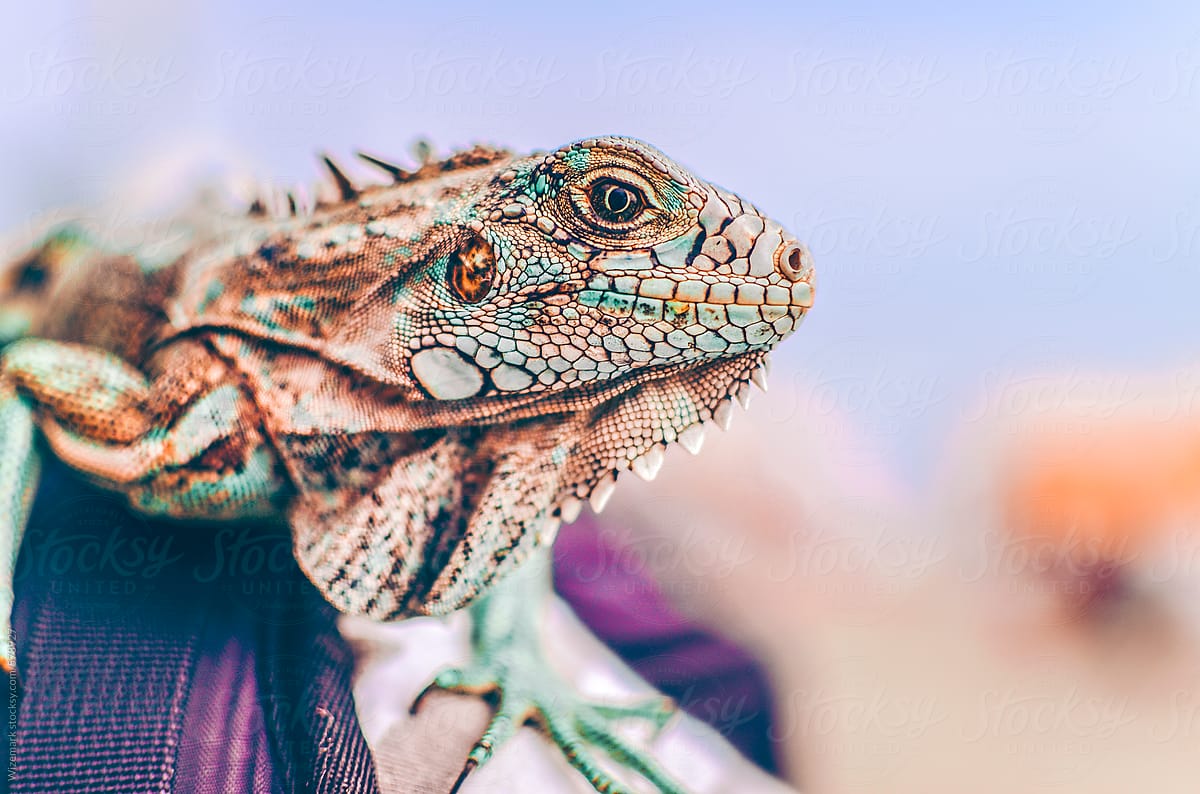 "Closeup Portrait Of A Beautiful Iguana" by Stocksy Contributor ...