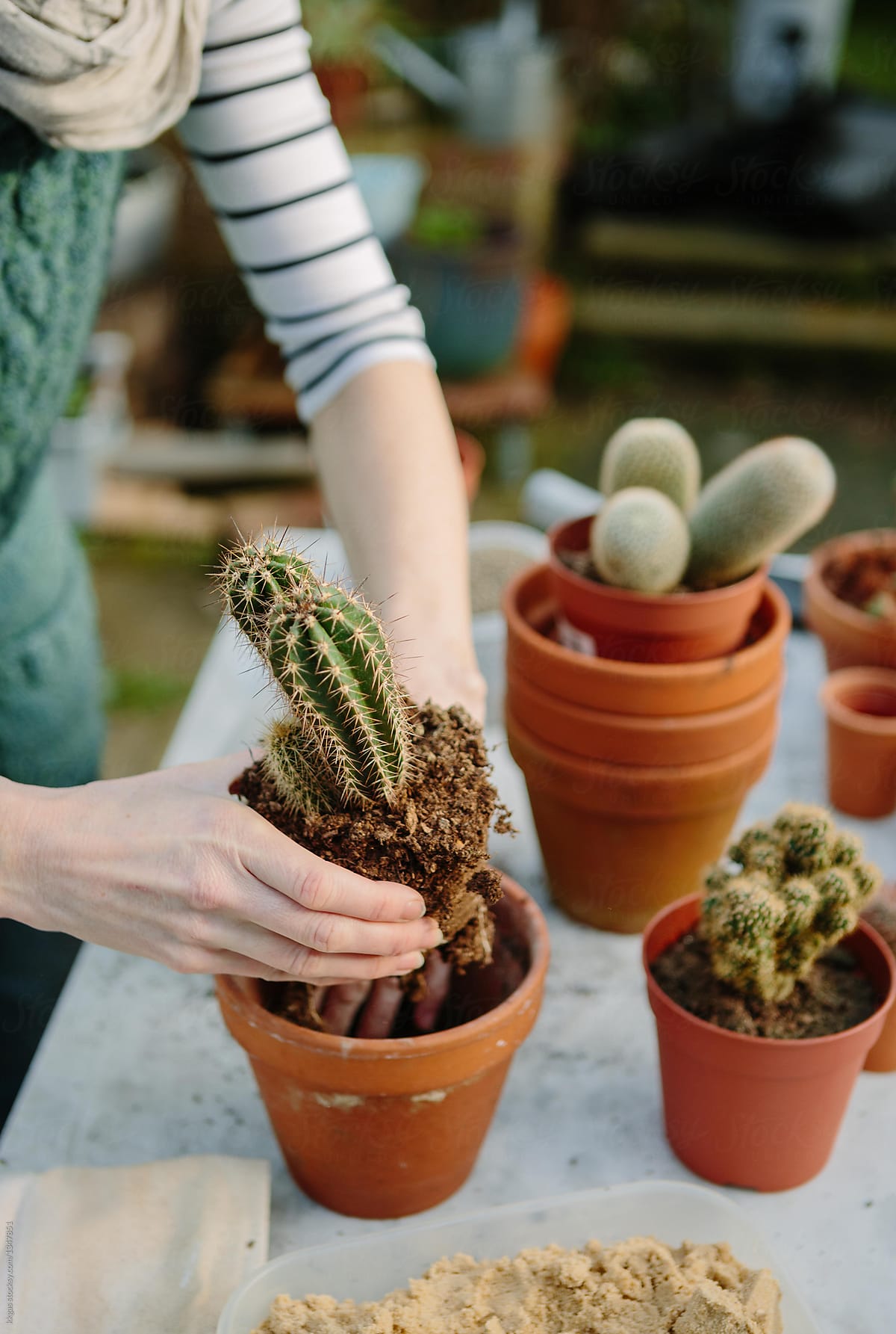 "Woman Repotting Cactus" by Stocksy Contributor "Kkgas" - Stocksy