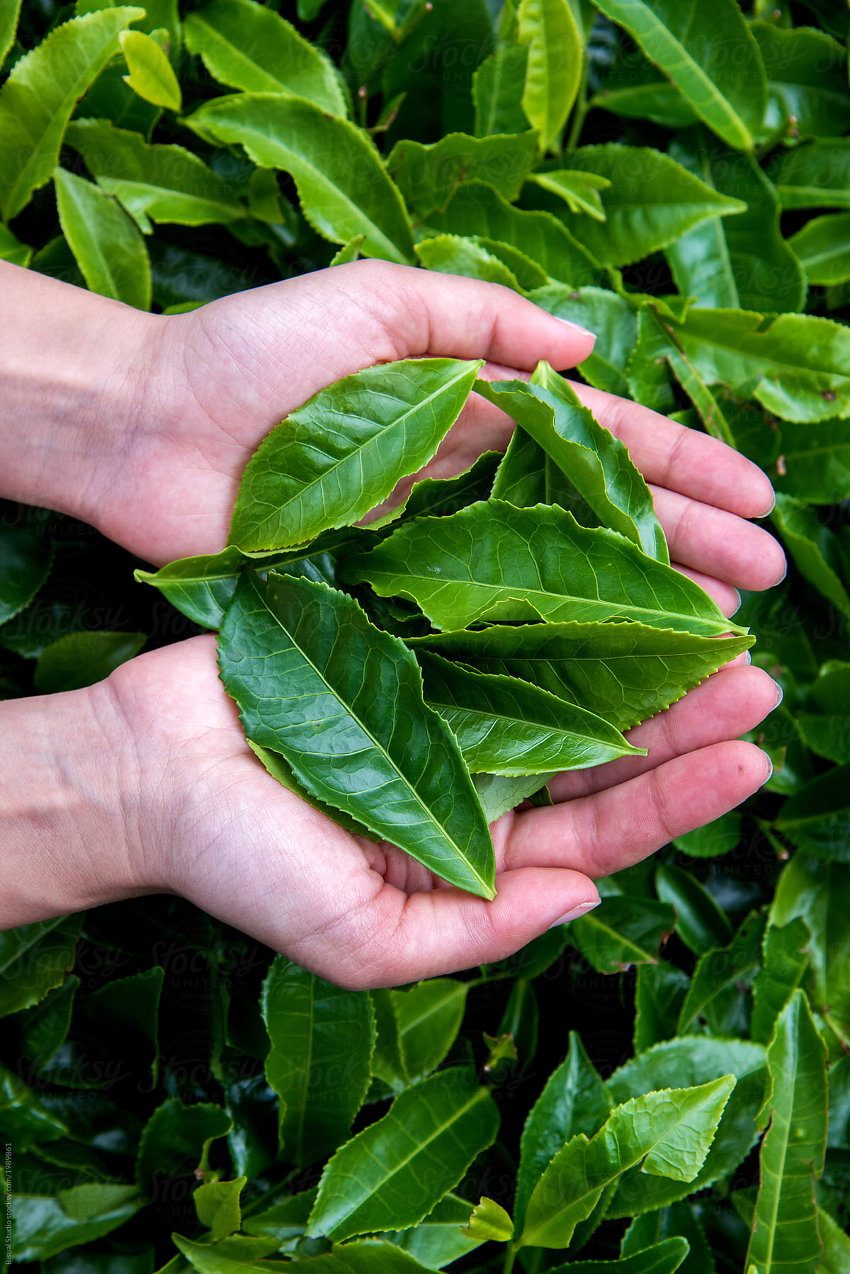 "Handful Of Freshly Tea Leaves" by Stocksy Contributor "Bisual Studio ...
