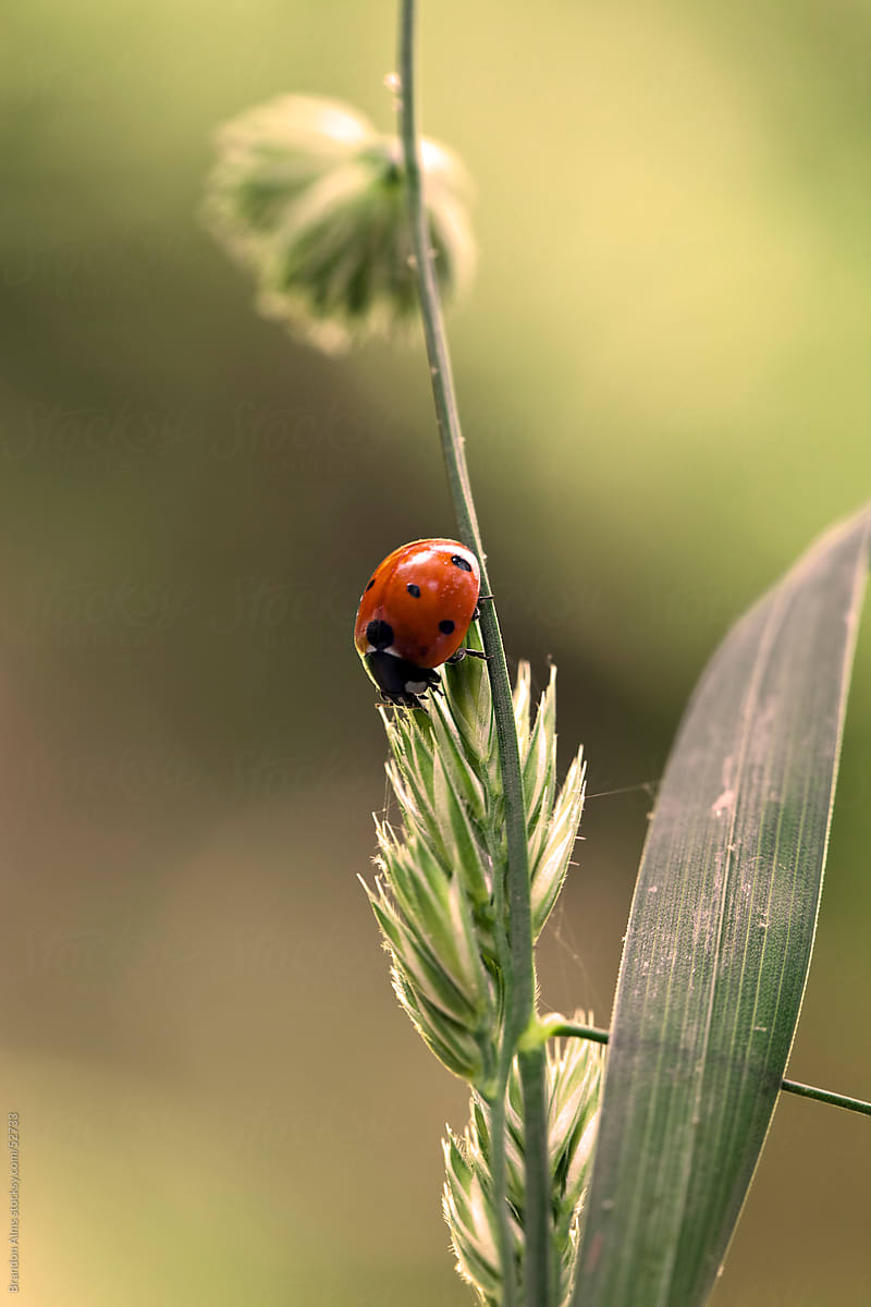 "Ladybug Macro Crawling On Overgrown Grass" by Stocksy Contributor ...