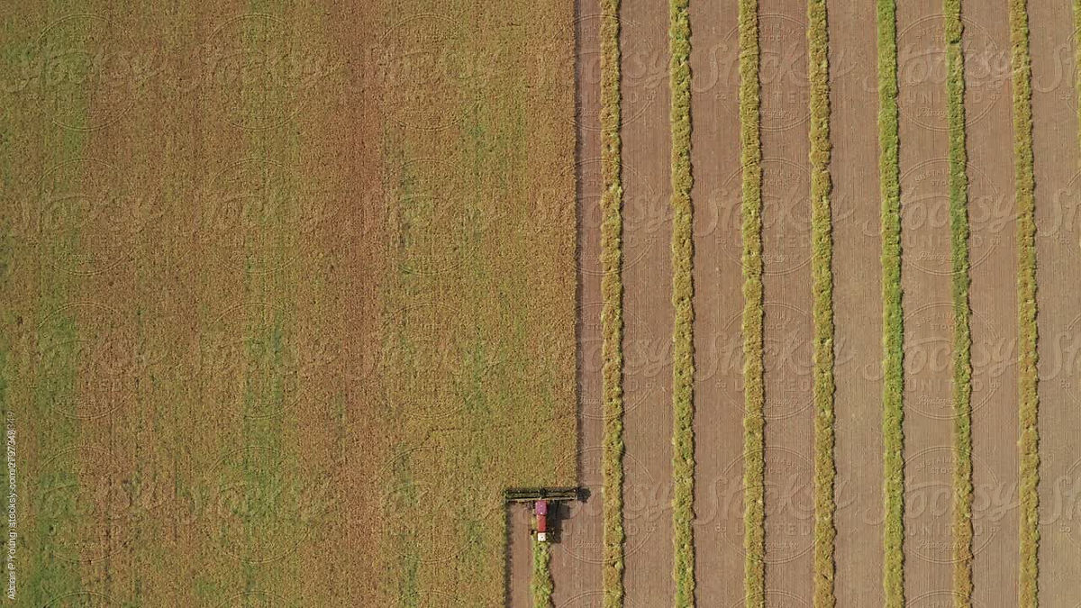 "Bird's Eye View Of Canola Crop Getting Swathed" by Stocksy Contributor ...