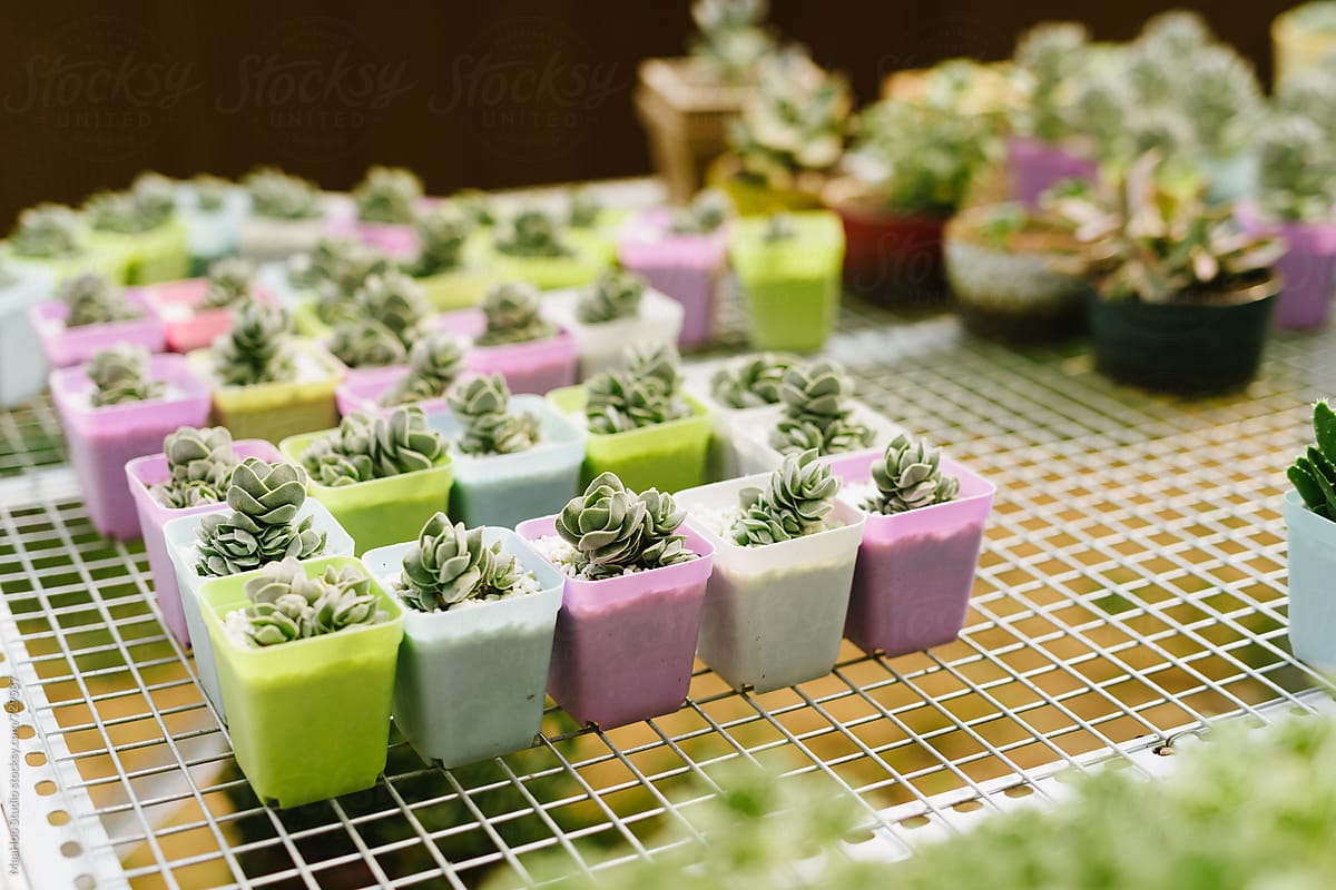 "Close Up Of Succulent Plants" by Stocksy Contributor "MaaHoo" - Stocksy