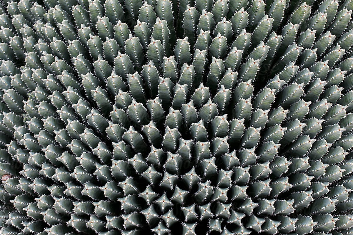 "Cactus Patterns" by Stocksy Contributor "Gary Parker" - Stocksy
