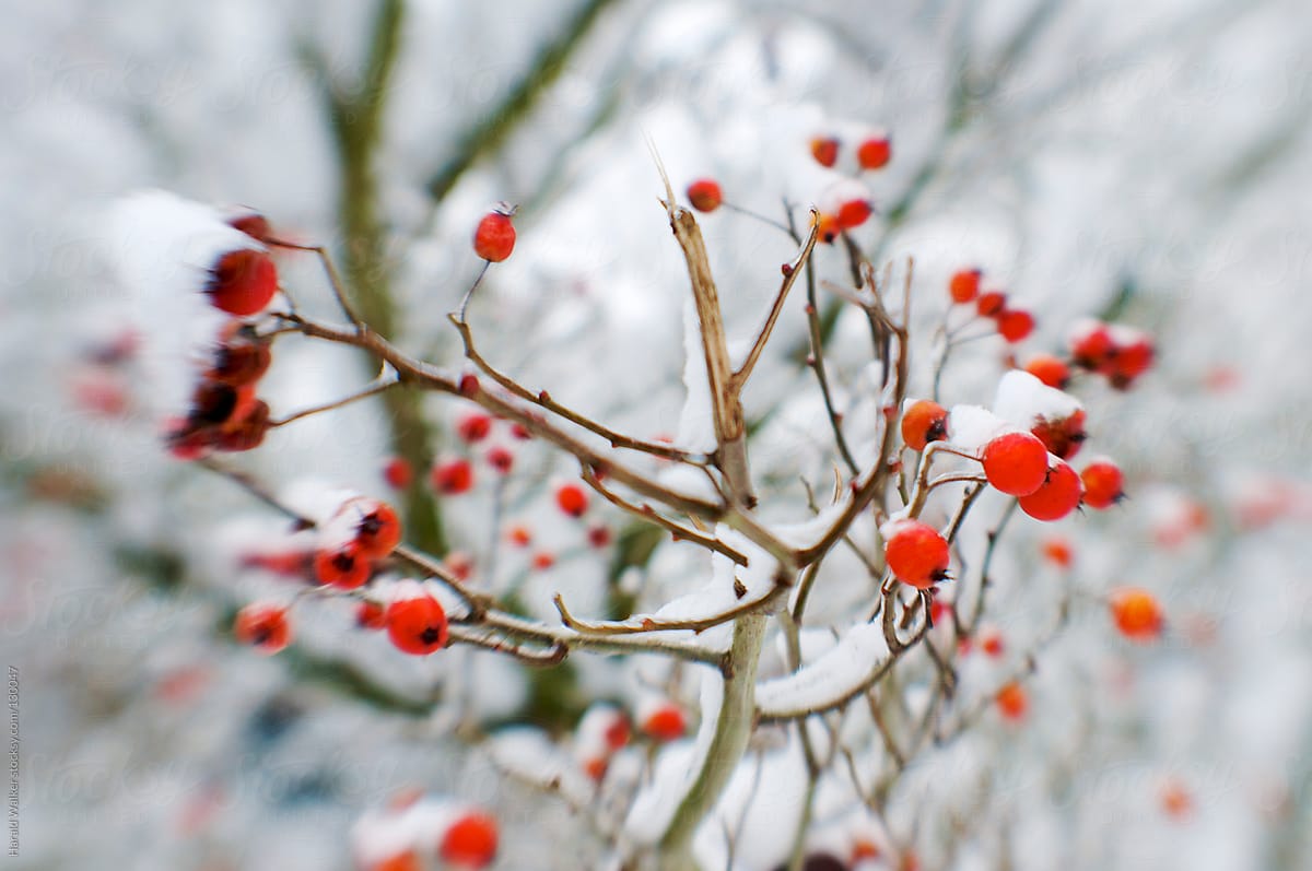 "Winter Rose Hips" by Stocksy Contributor "Harald Walker" - Stocksy