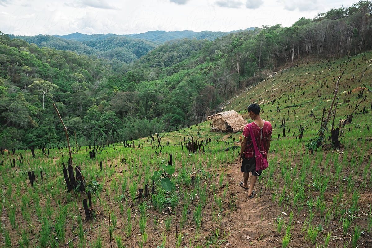 "Karen People In His Rotational Farming" by Stocksy Contributor "Chalit ...
