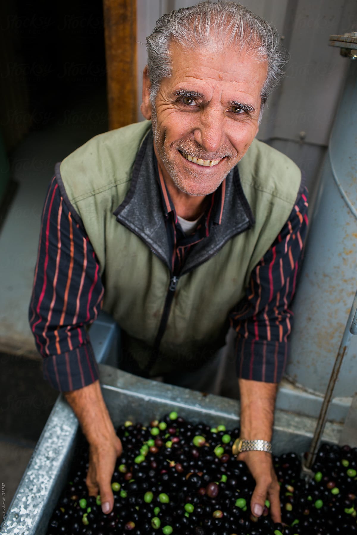 "Olive Grower At Harvest" by Stocksy Contributor "Robert Lang" - Stocksy