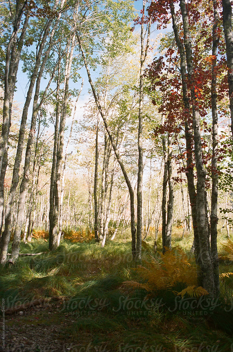 "Leaves Changing Colors In A Forest On The East Coast" by Stocksy ...