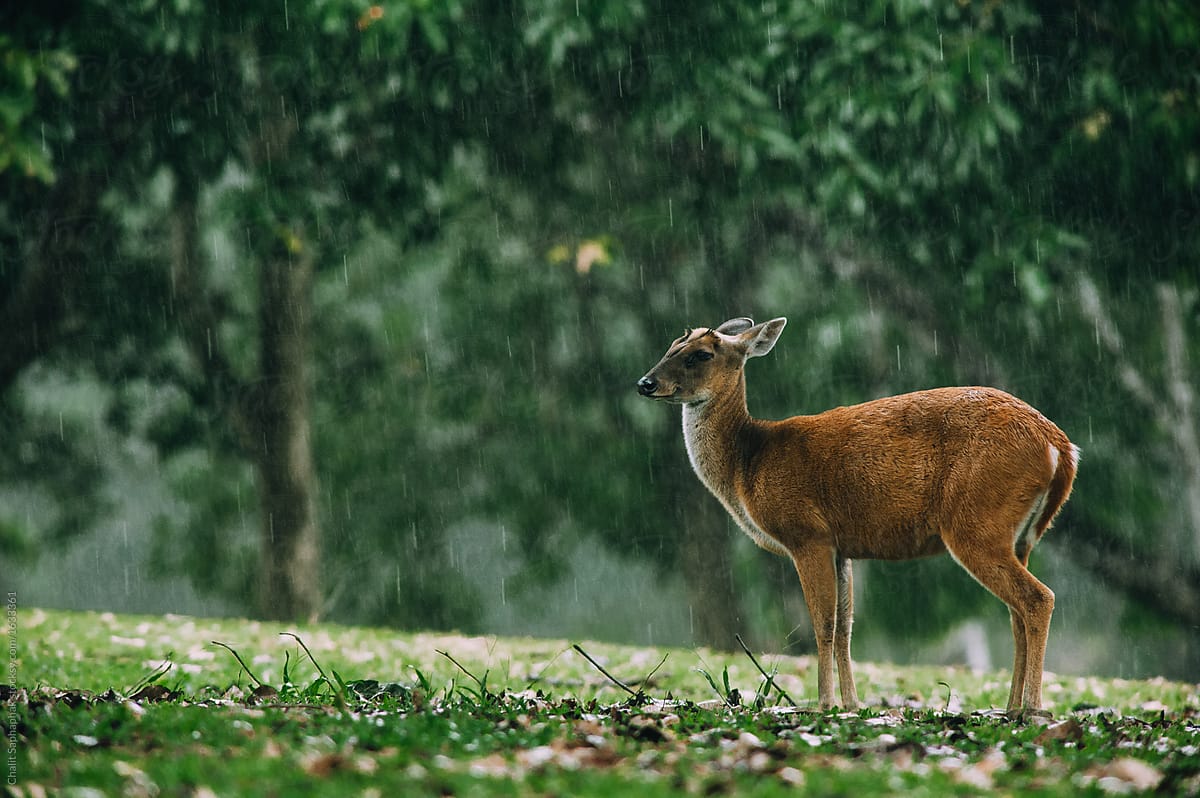 "Barking Deer In The Rain In Khaoyai National Park" by Stocksy ...