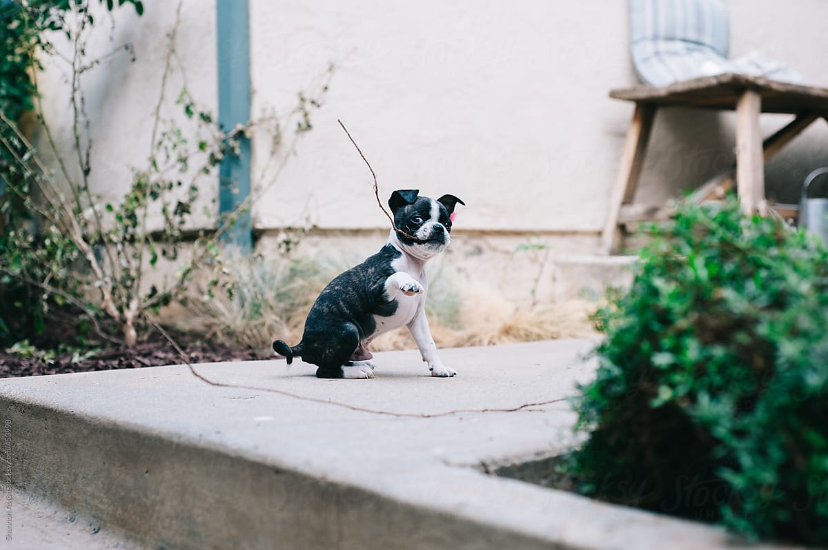 "Bruce The Boston Terrier At Play" by Stocksy Contributor "Shannon ...
