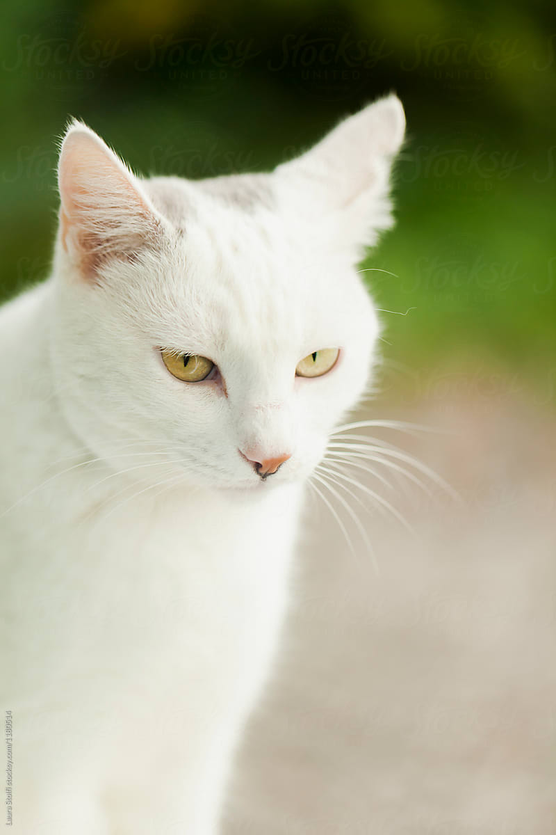 "Portrait Of White Cat Sitting In Garden" by Stocksy Contributor "Laura ...