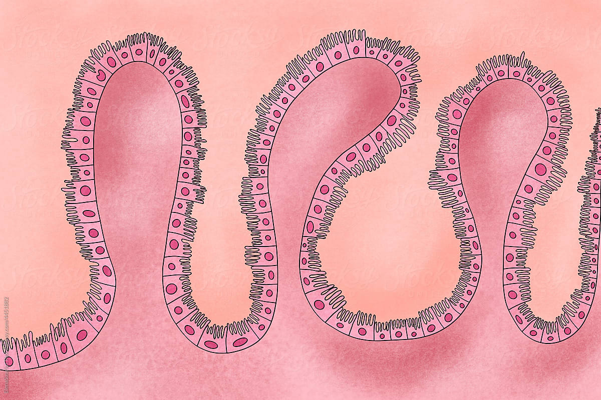 Intestinal epithelial cells illustration - Stock Image - Everypixel