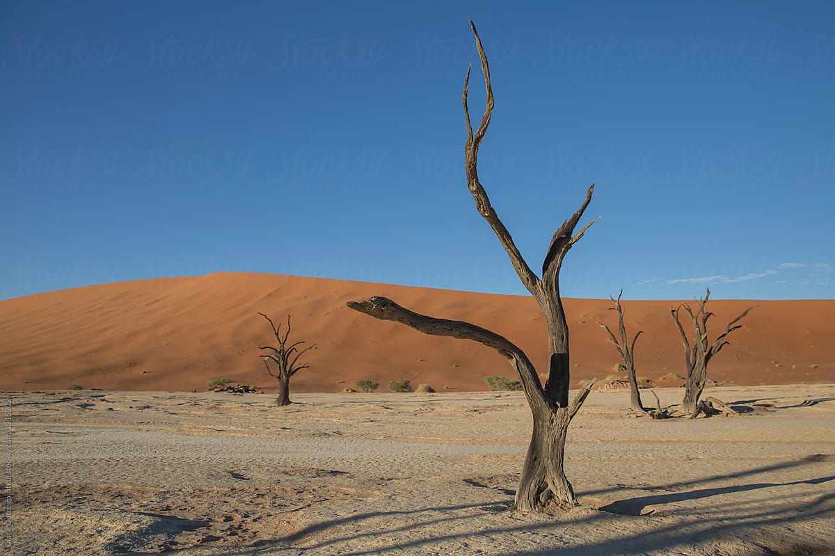 "Twisted Tree" by Stocksy Contributor "Diane Durongpisitkul" - Stocksy