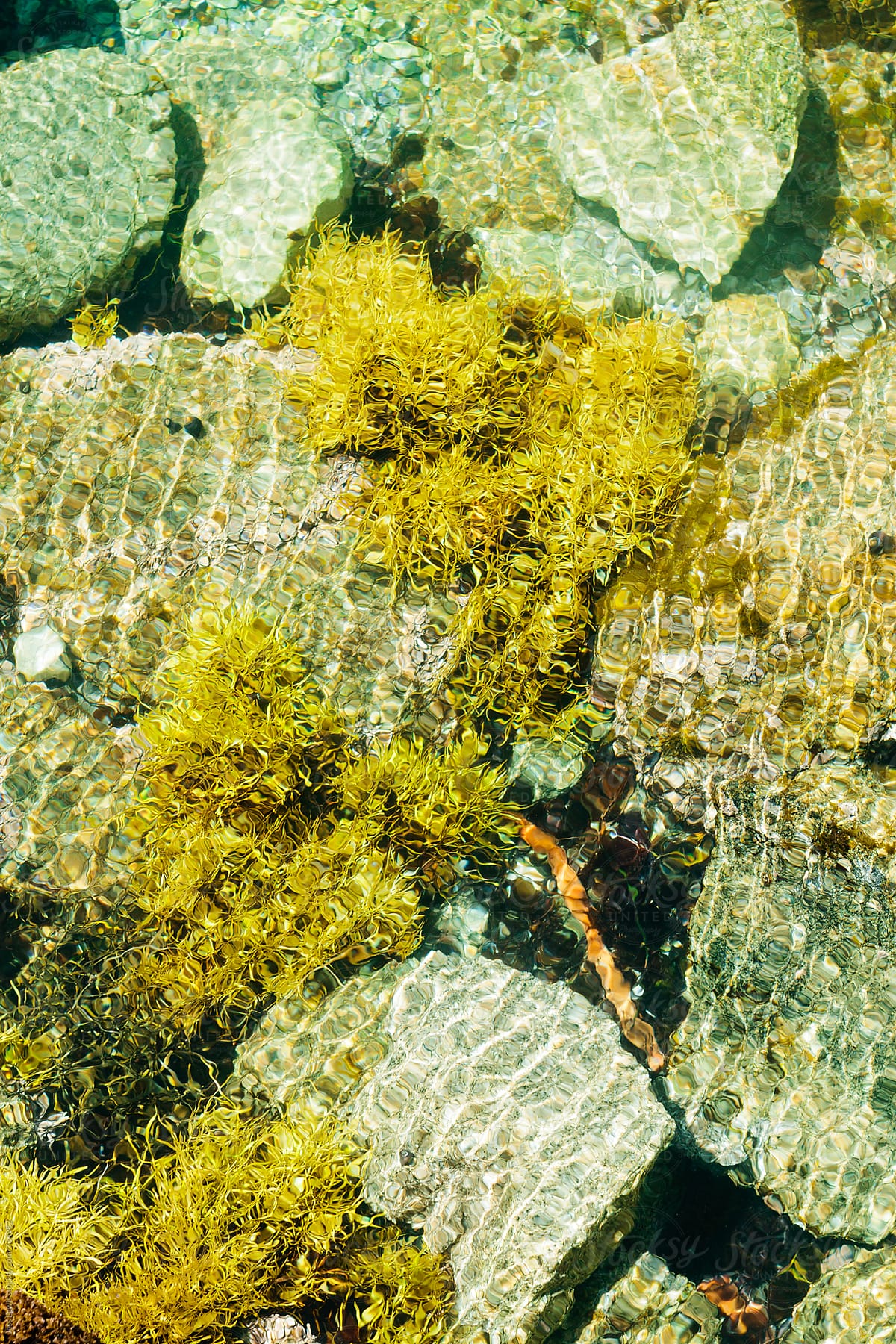 "Seaweed And Rocks In A Tidepool" by Stocksy Contributor "Jess Lewis ...