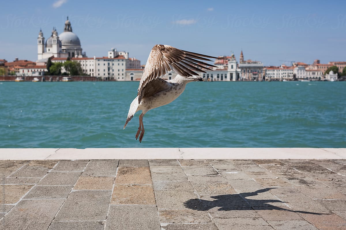 "Seagull In Venice, Italy" by Stocksy Contributor "Mauro Grigollo ...