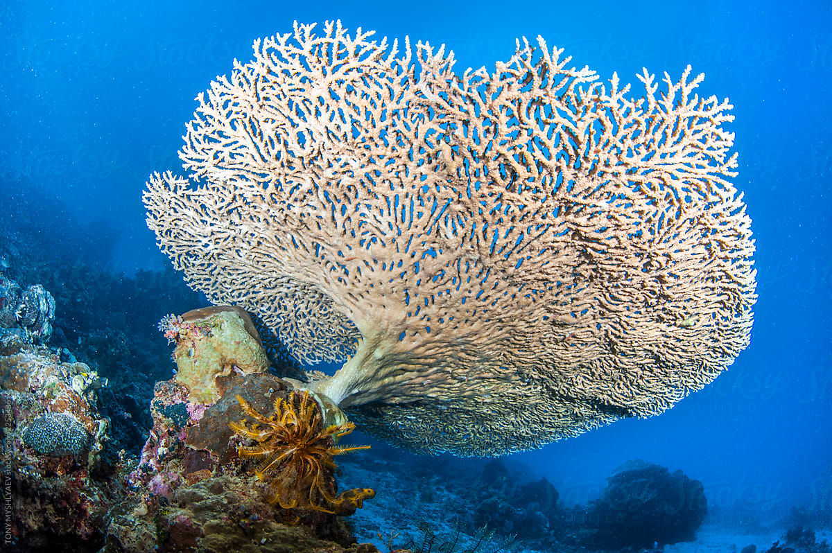 "Assorted Scenes Of Coral Formations" by Stocksy Contributor "TONY ...