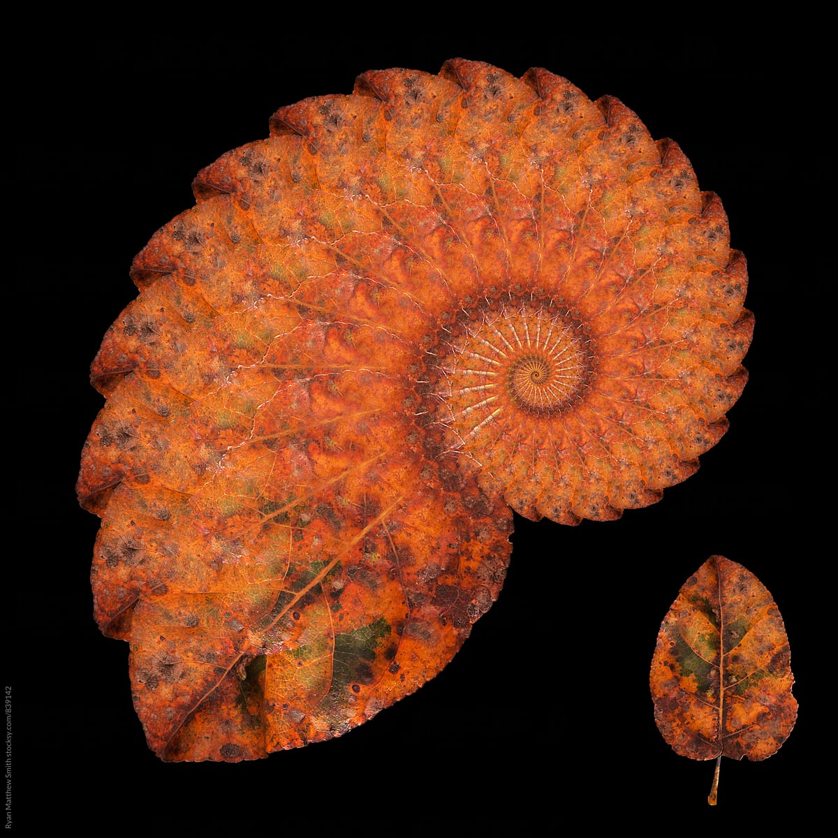 "Golden Spiral" by Stocksy Contributor "Ryan Matthew Smith" - Stocksy