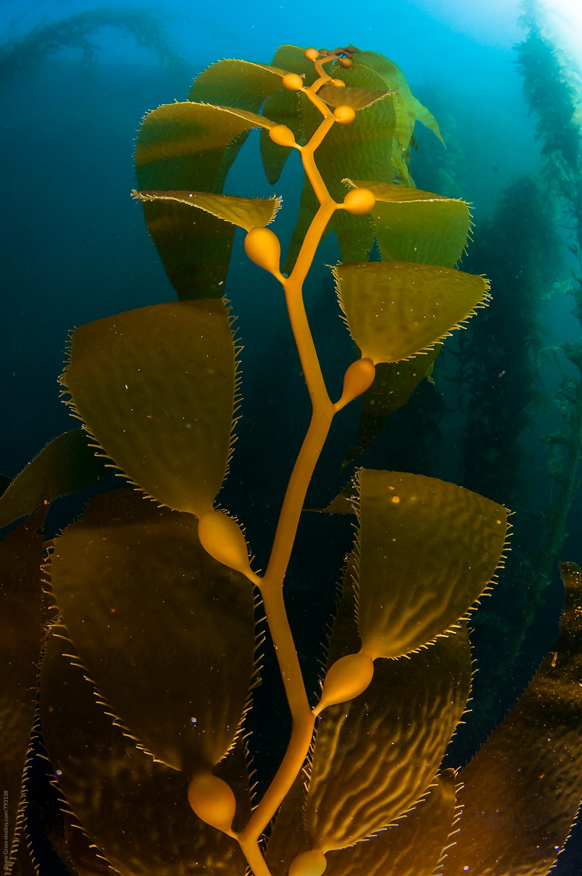 "Perfect Kelp" by Stocksy Contributor "Shane Gross" - Stocksy