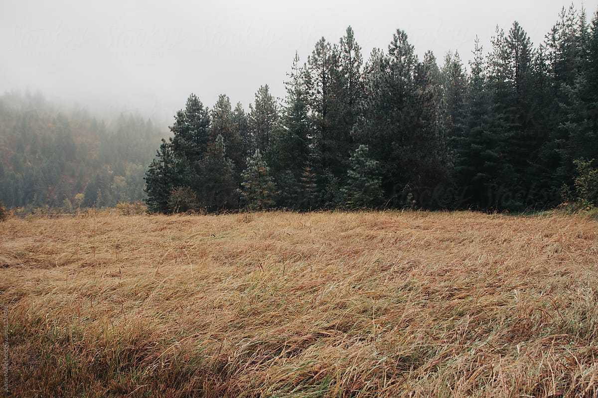 "Brown Grass In Front Of Pine Trees" by Stocksy Contributor "Justin ...