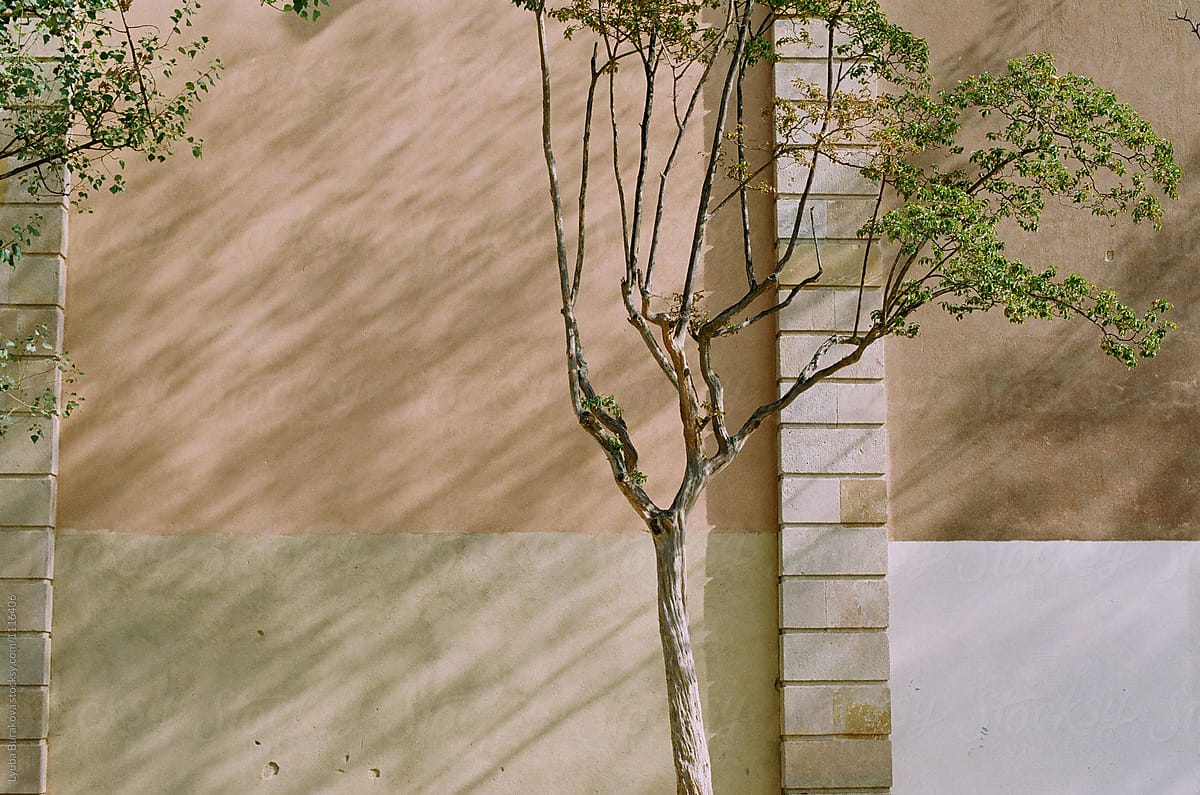 "Tree Against A Wall" by Stocksy Contributor "Amor Burakova" - Stocksy
