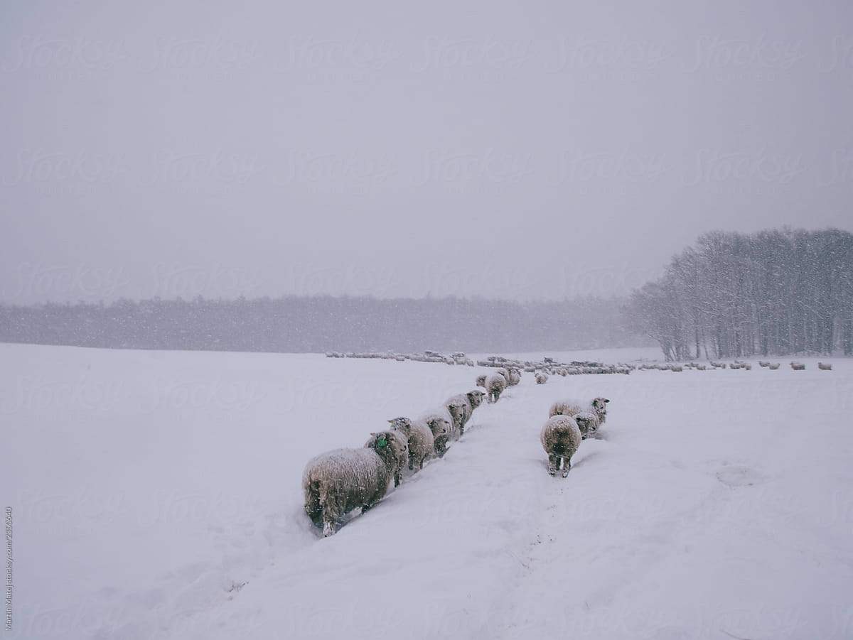 "Free Range Sheep Outside In Winter" by Stocksy Contributor "Martin ...