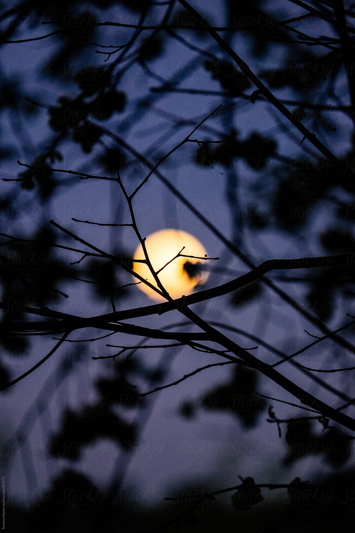 "Full Moon Rising Over Country Paddocl" by Stocksy Contributor "Rowena ...