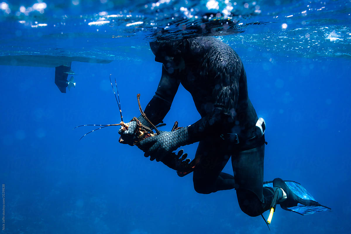 "Freediving With Lobster" by Stocksy Contributor "Nick Jaffe" - Stocksy