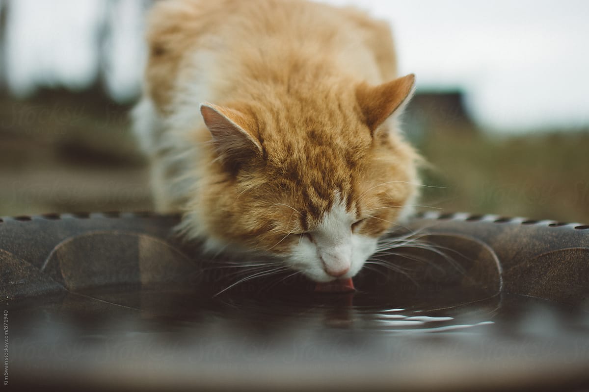 "Cat Drinking Water" by Stocksy Contributor "Kim Swain" - Stocksy