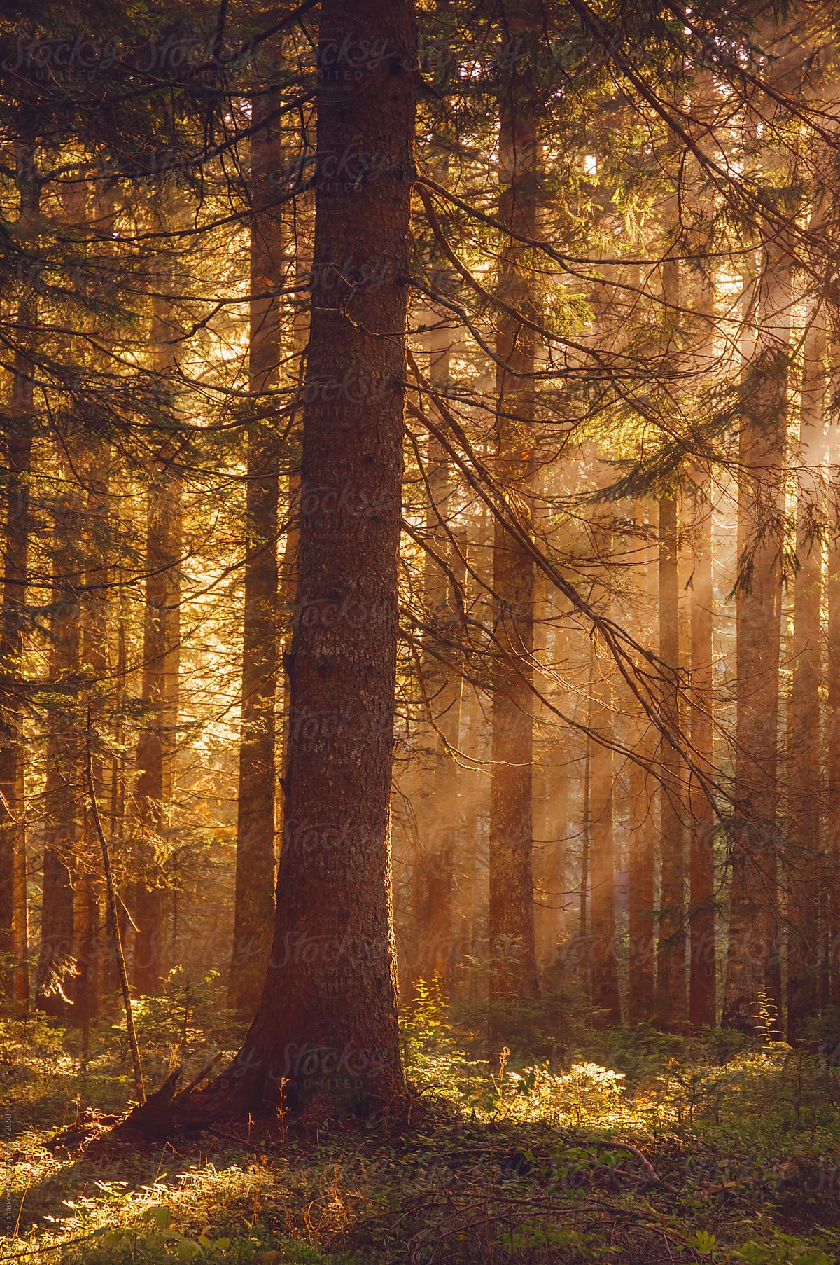 "Pine Tree In The Morning." by Stocksy Contributor "Dimitrije ...