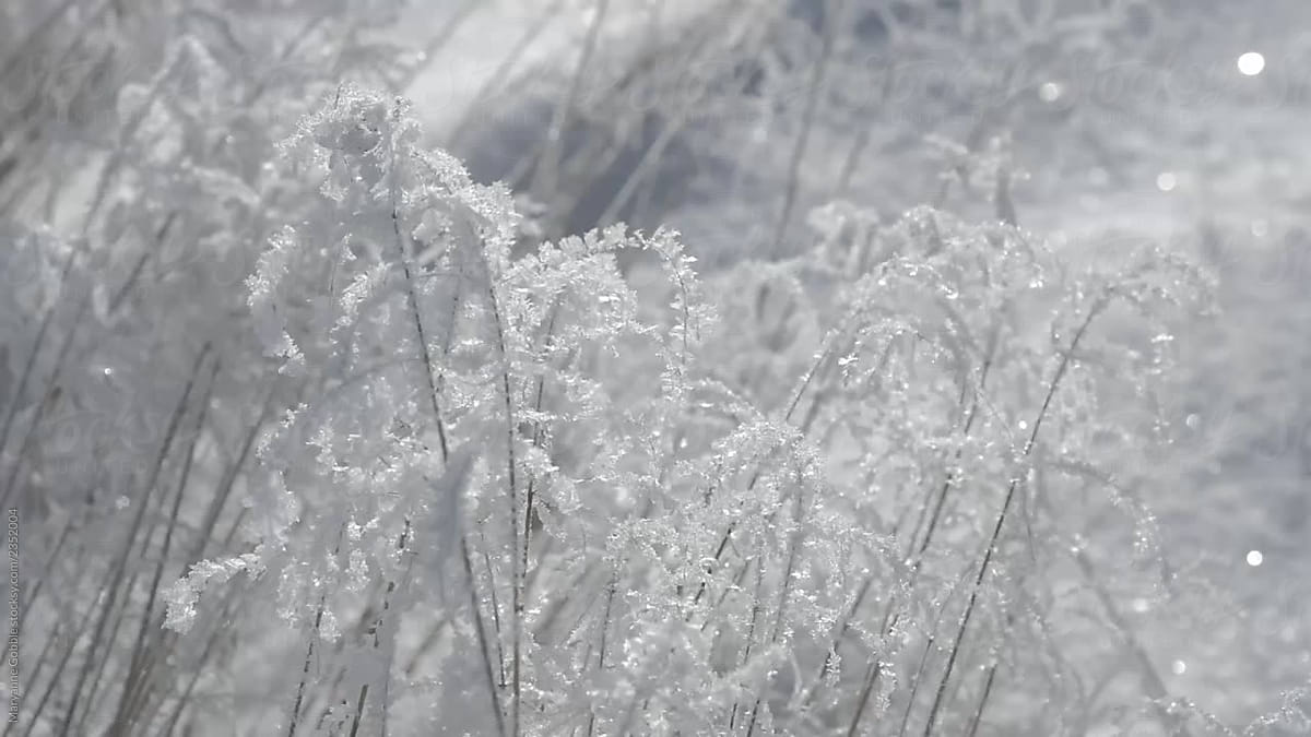 "Sparkling Winter Frost In Nature" by Stocksy Contributor "Maryanne ...
