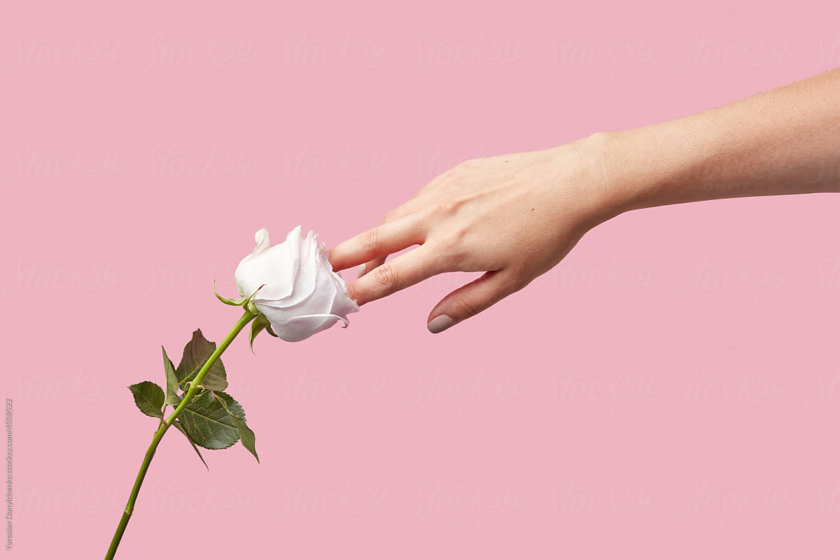 "Women's Hand Touching Rose Petals" by Stocksy Contributor "Yaroslav ...