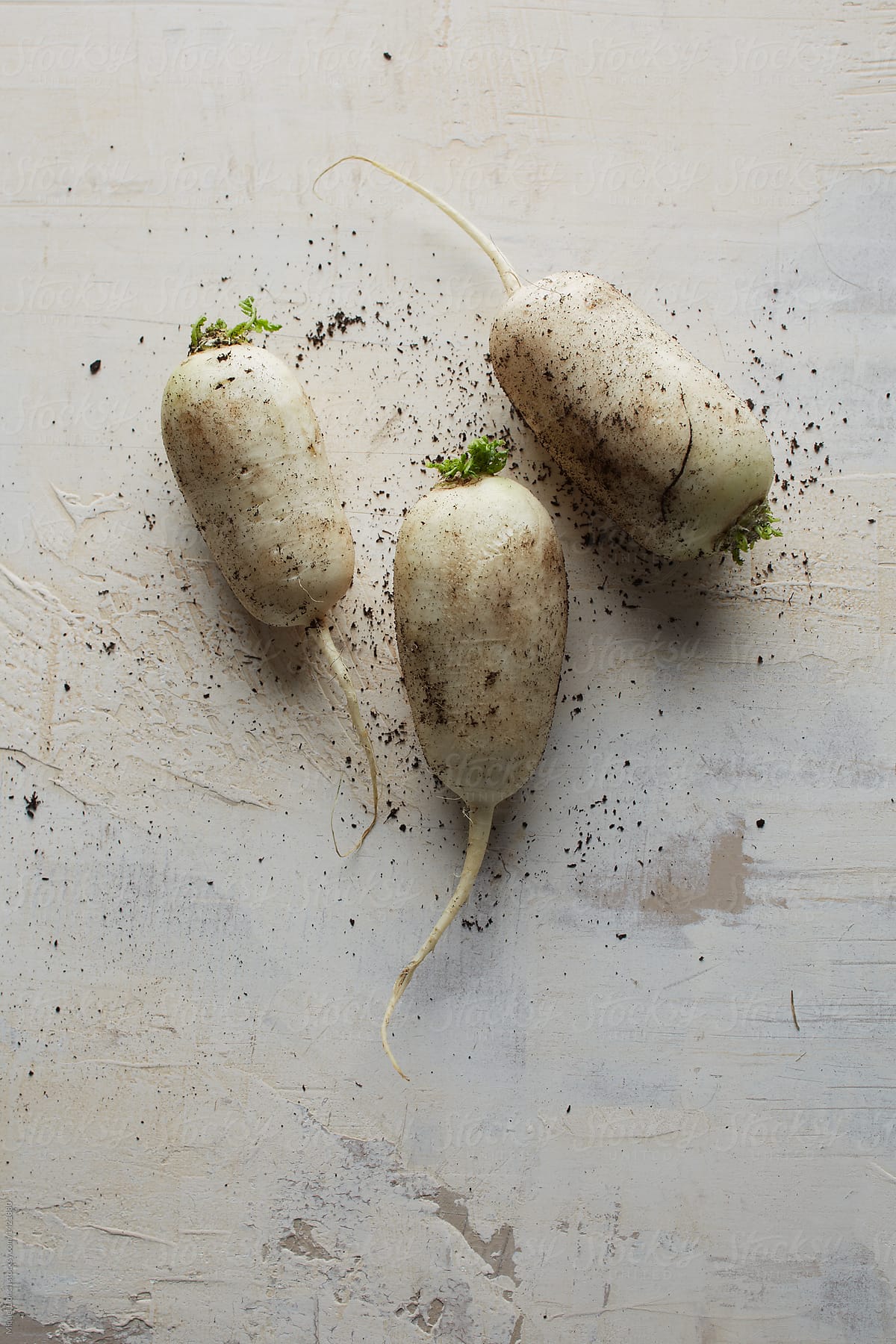 "Group Of Three Fresh Turnip Vegetables With Some Soil." by Stocksy ...