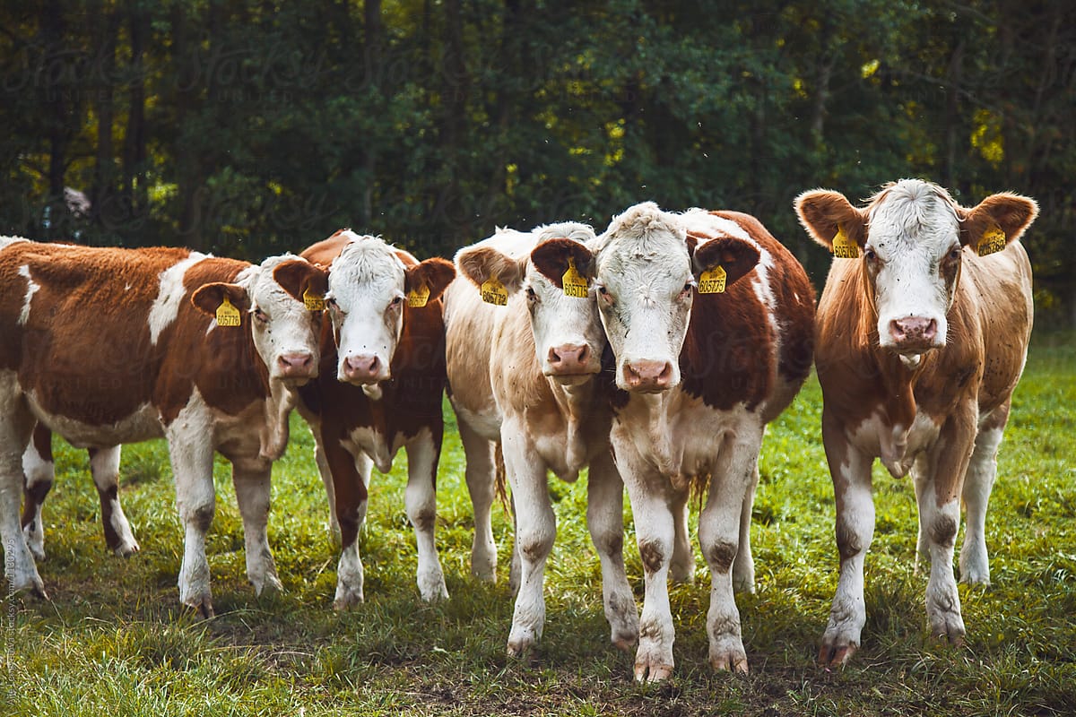 "Lovely Cow Family" by Stocksy Contributor "Alie Lengyelova" - Stocksy