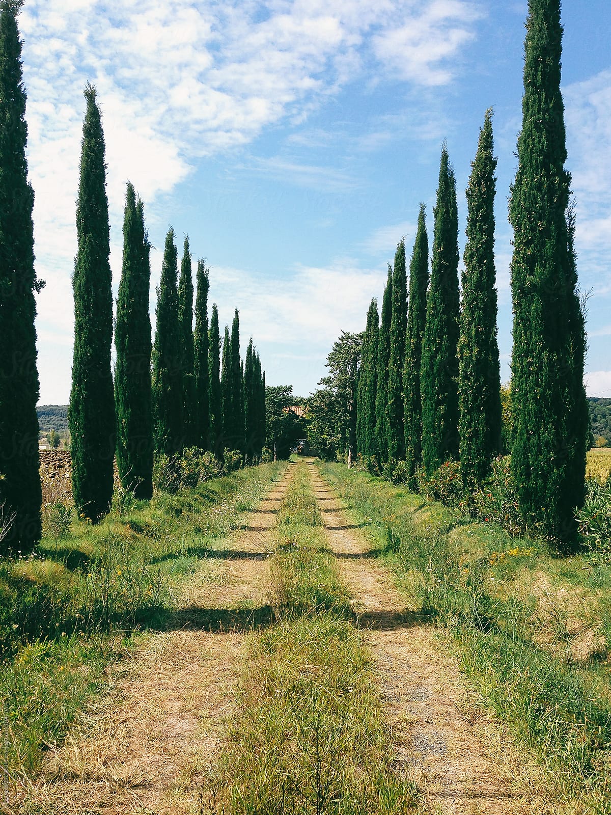 "Tuscany - Poplar Trees Along Countryside Road" by Stocksy Contributor ...