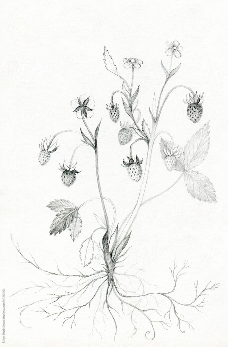 "Wild Strawberry Drawing" by Stocksy Contributor "Liliya Rodnikova ...