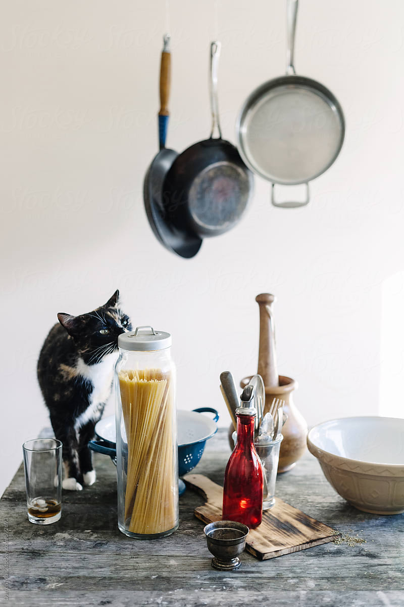 "Cat On The Kitchen Table." by Stocksy Contributor "Darren Muir" - Stocksy