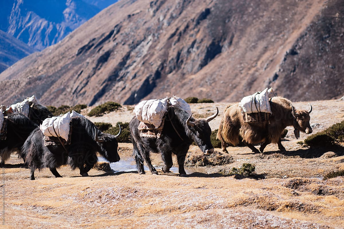 "Yaks Carrying Stuff On Himalayas" by Stocksy Contributor "Marko" - Stocksy