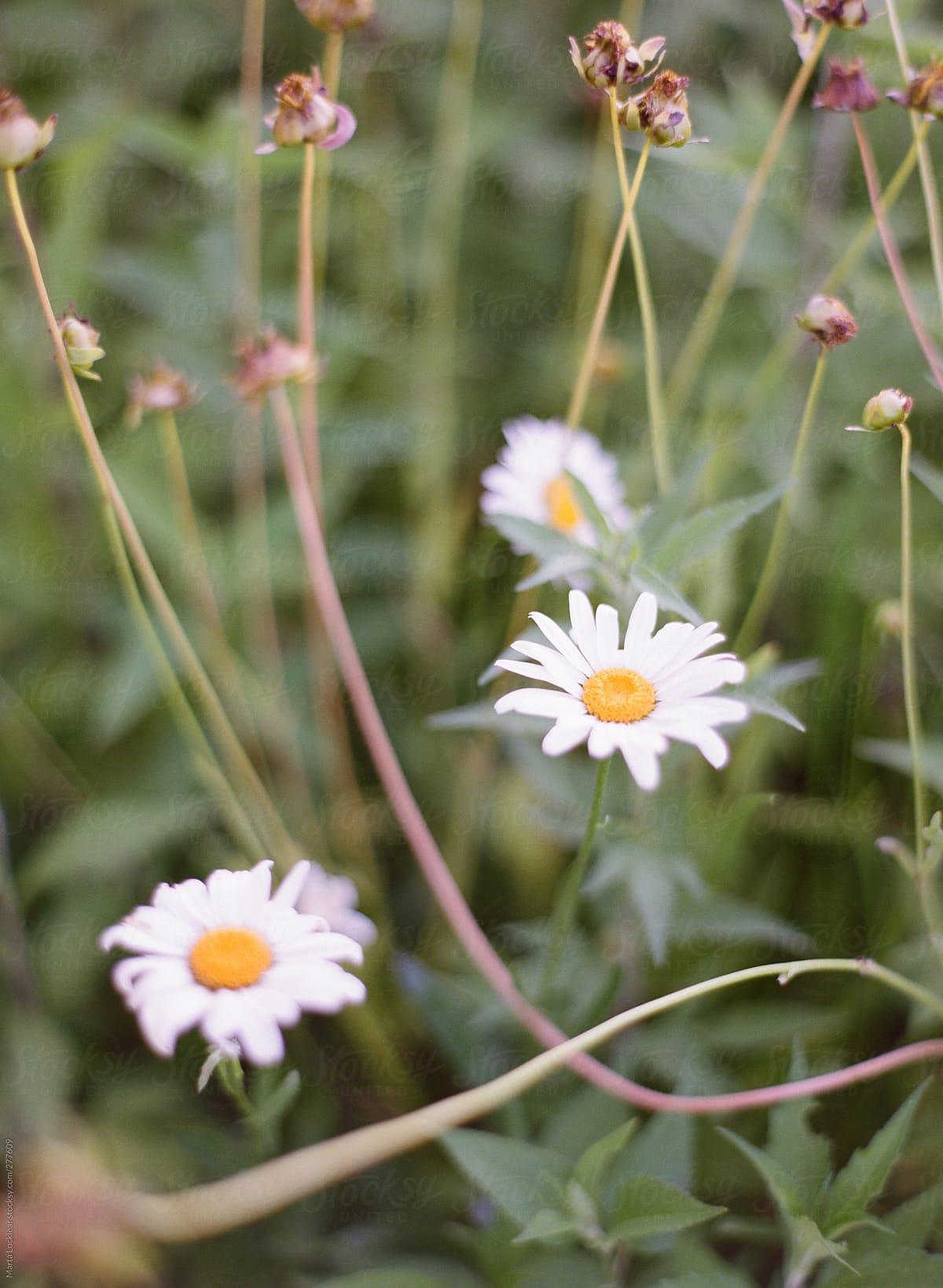 "Closeups Of Wildflower Field Flowers And Blooms At Sunset" by Stocksy ...