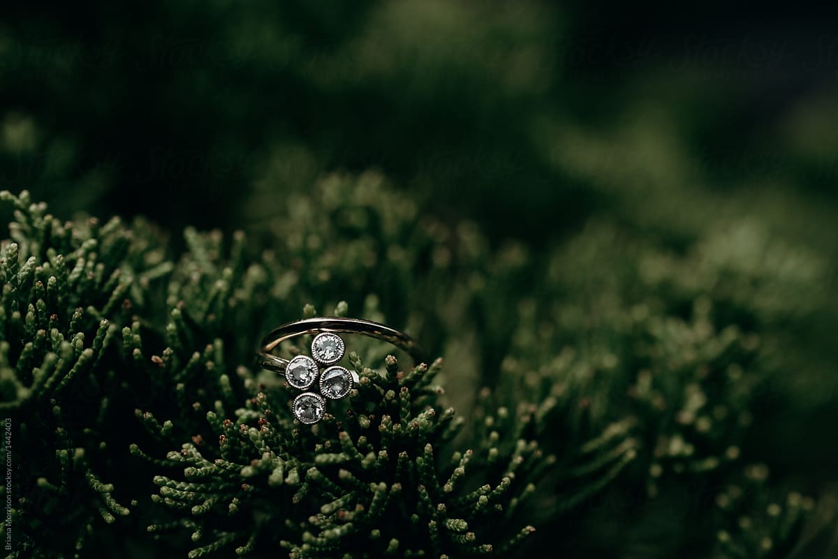 "Wedding Rings On A Green Shrub" by Stocksy Contributor "Briana ...