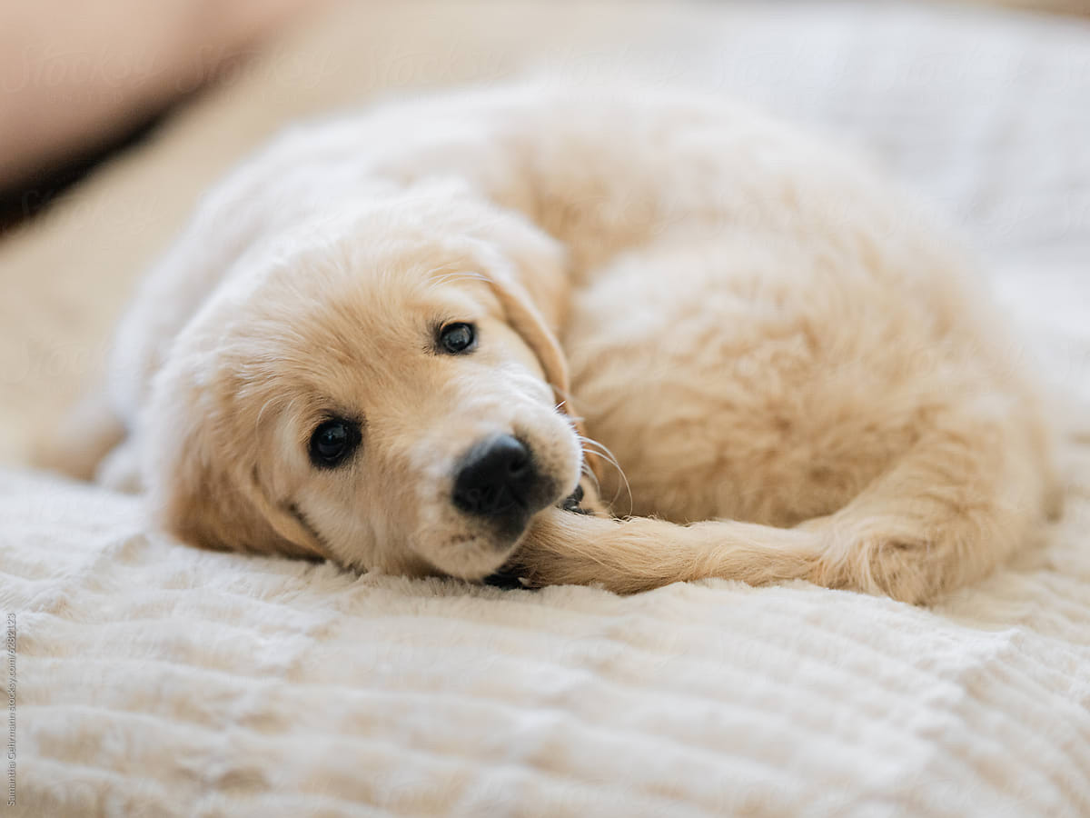 "Puppy Catching Her Tail" by Stocksy Contributor "Samantha Gehrmann ...