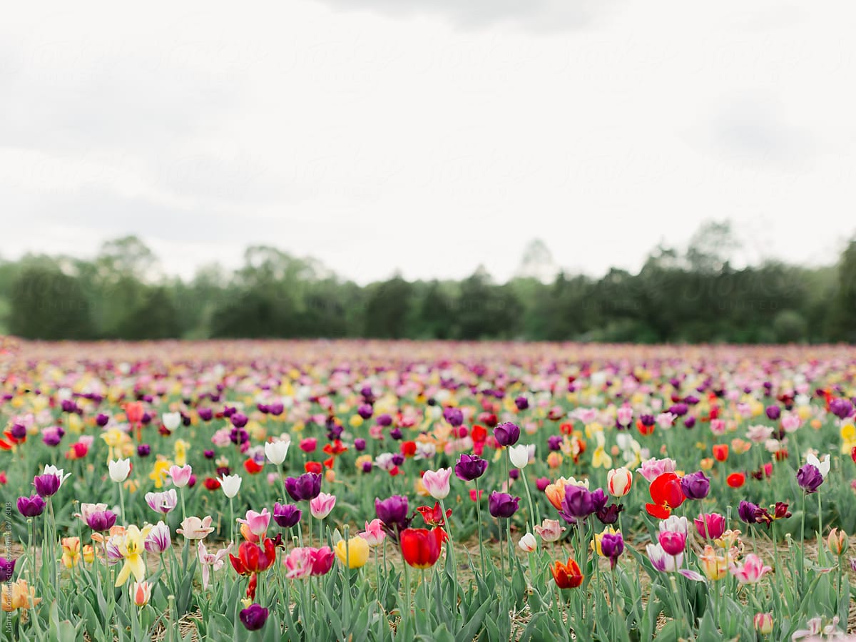 "Tulip Field" by Stocksy Contributor "Marta Locklear" - Stocksy
