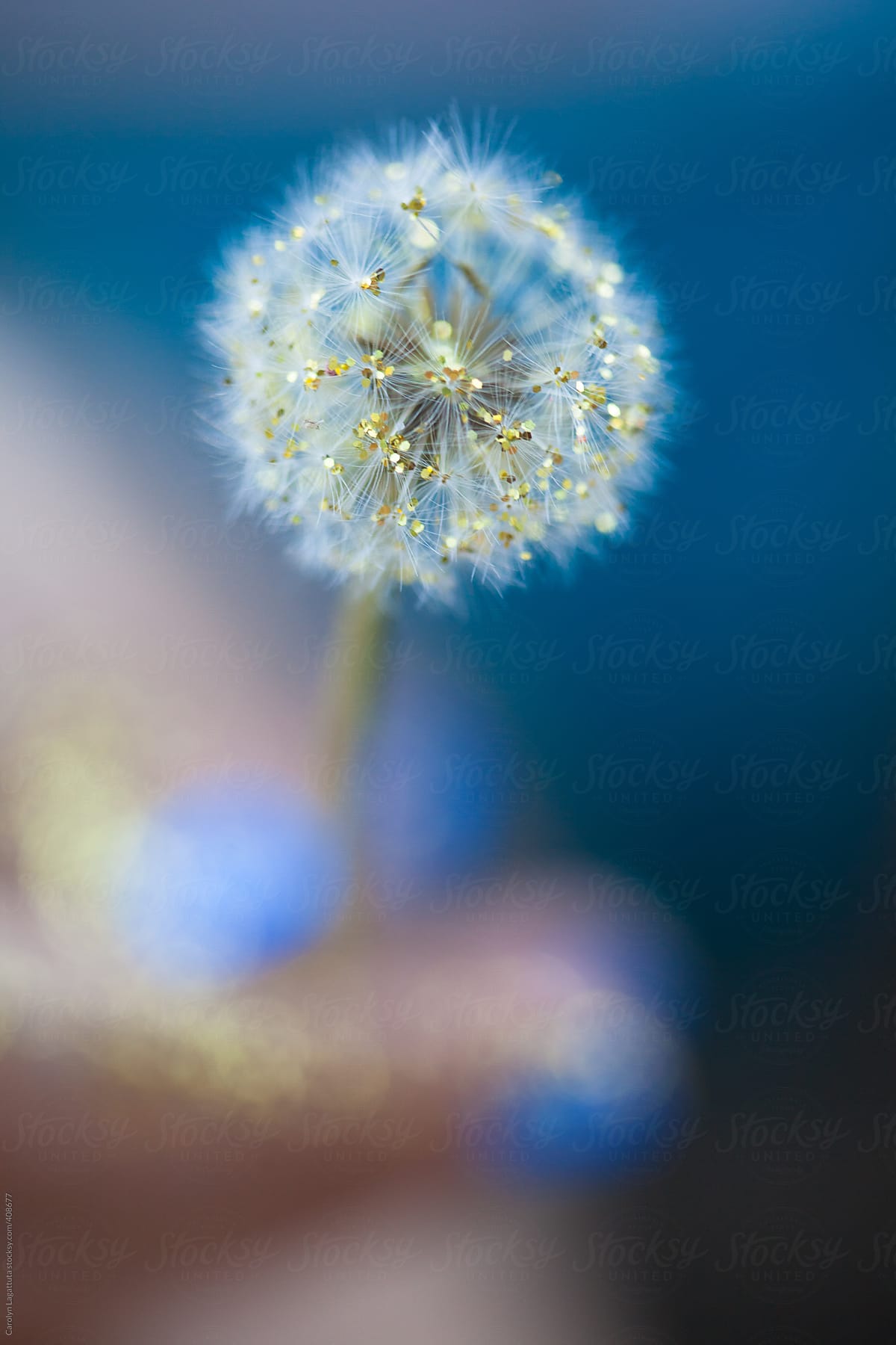 "Girl Holding A Dandelion With Glitter Sprinkled In It" by Stocksy ...
