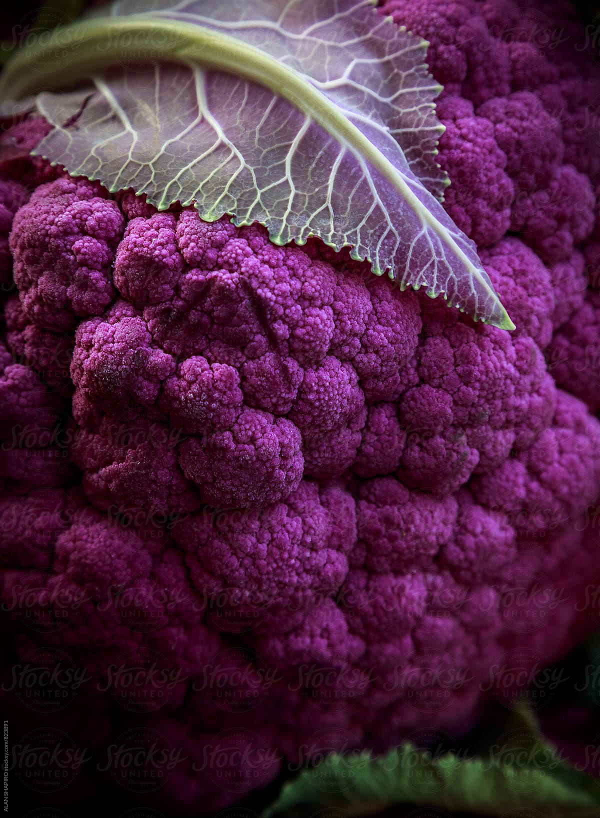 "Purple Cauliflower" by Stocksy Contributor "ALAN SHAPIRO" - Stocksy