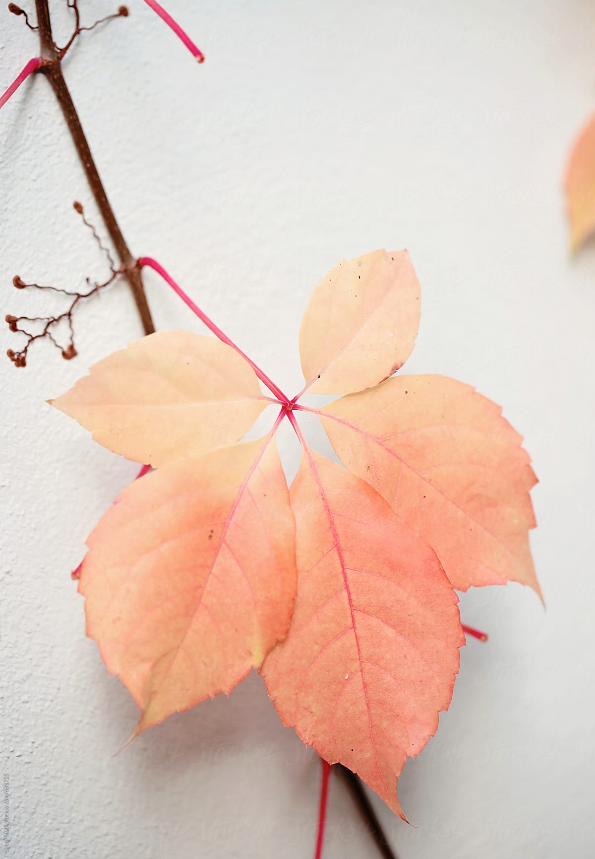"Close Up Of Climber's Leaf Turning Red" by Stocksy Contributor "Laura ...