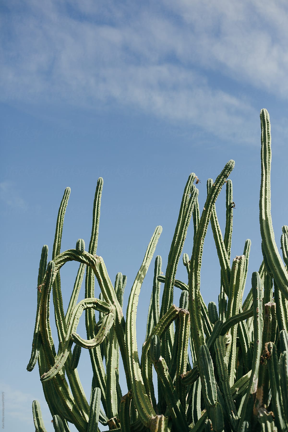 "Cactus Against Blue Sky" by Stocksy Contributor "Kara Riley" - Stocksy