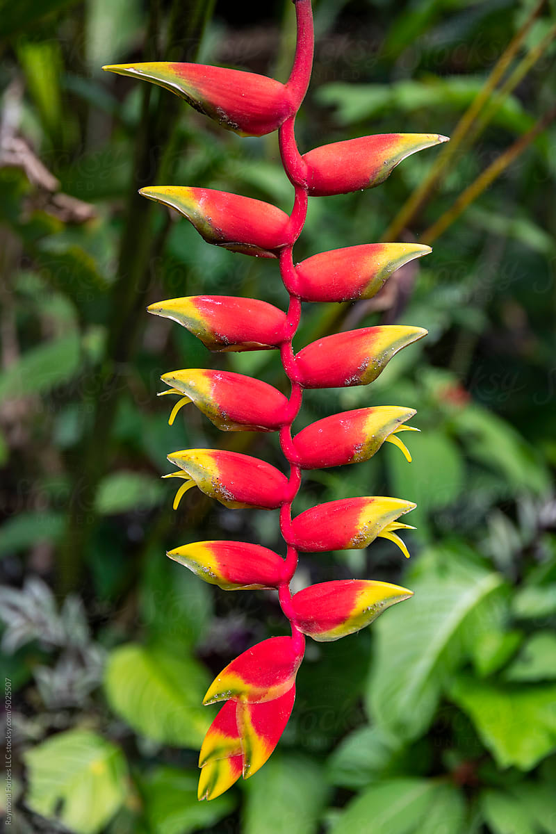 Tropical Rainforest Heliconia Flower