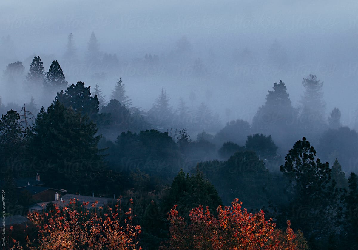 "Foggy Morning In The Suburbs" by Stocksy Contributor "Carolyn ...