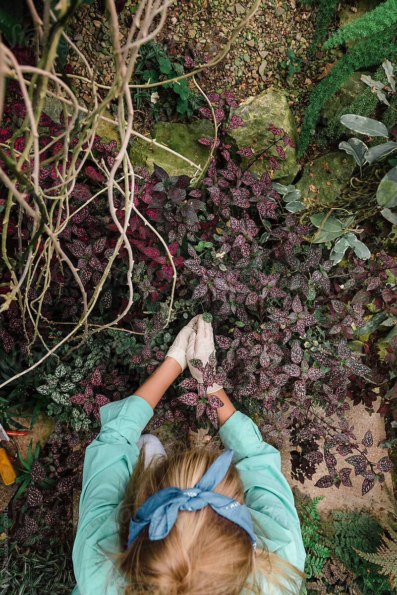 "Woman Working With Plants In Hothouse" by Stocksy Contributor "Milles ...