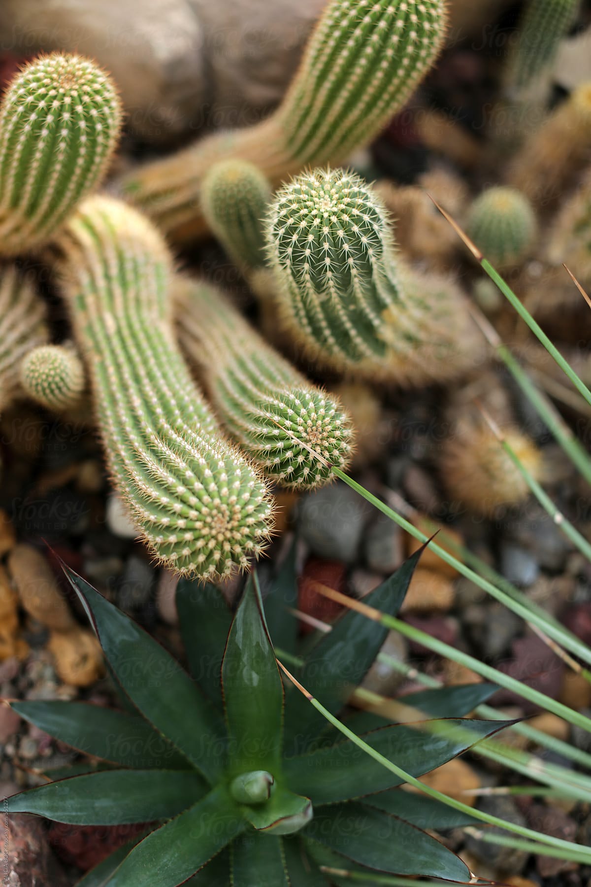 Arid Plants