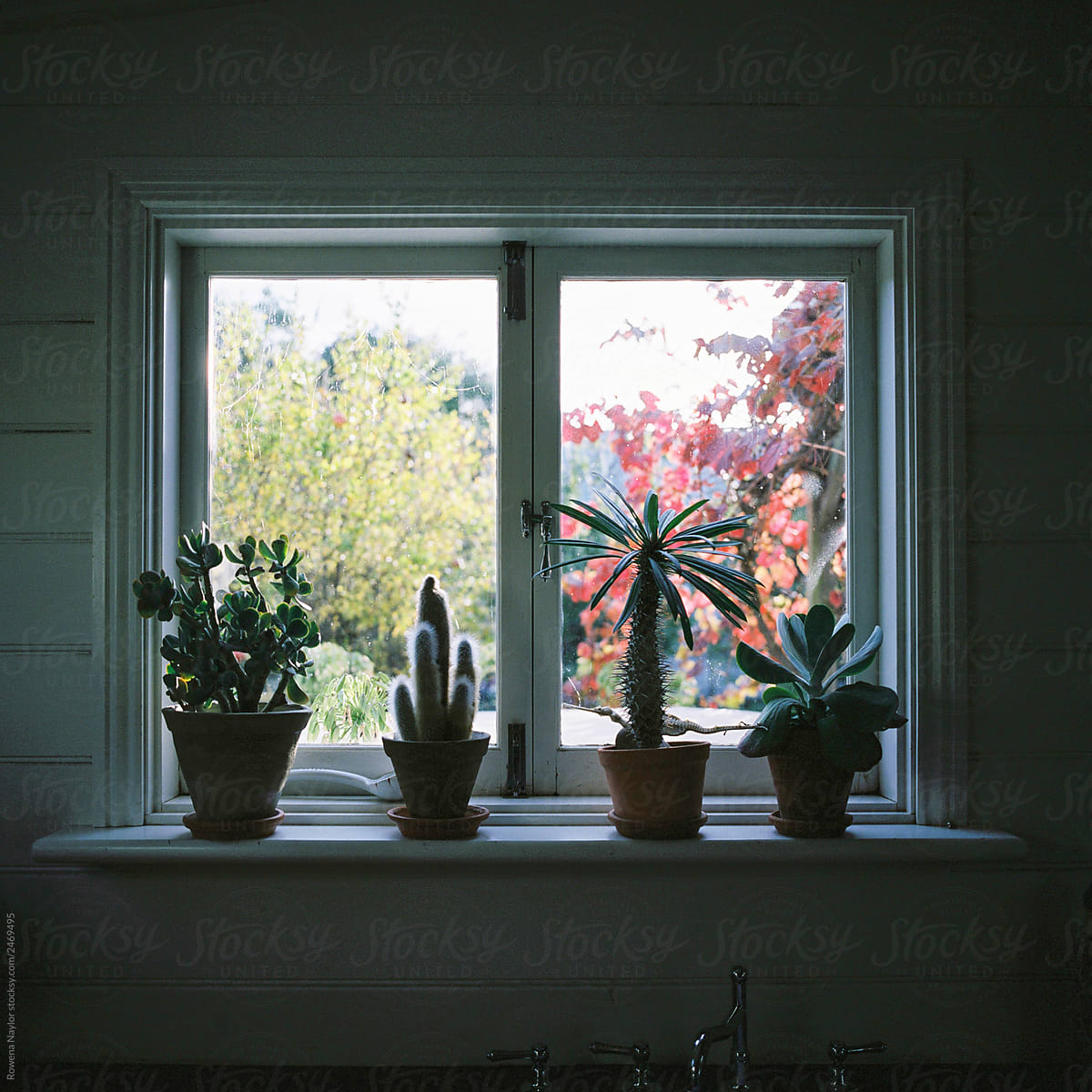 "Row Of Cactus Plants On Window Sill" by Stocksy Contributor "Rowena ...